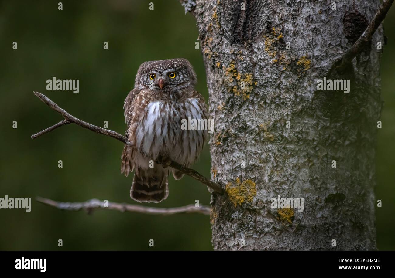 Eurasian pygmy owl (Glaucidium passerinum Stock Photo - Alamy