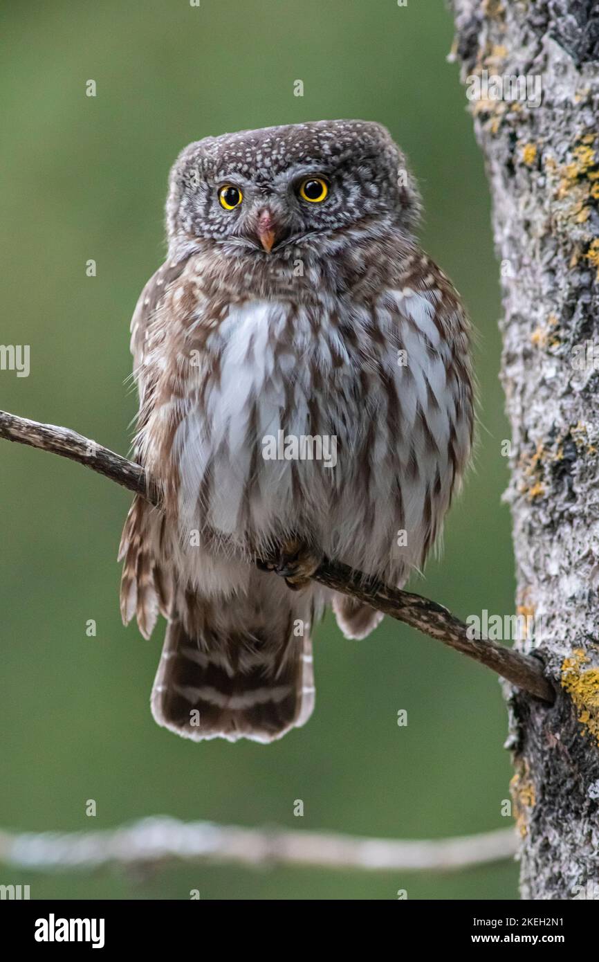Eurasian pygmy owl (Glaucidium passerinum Stock Photo - Alamy
