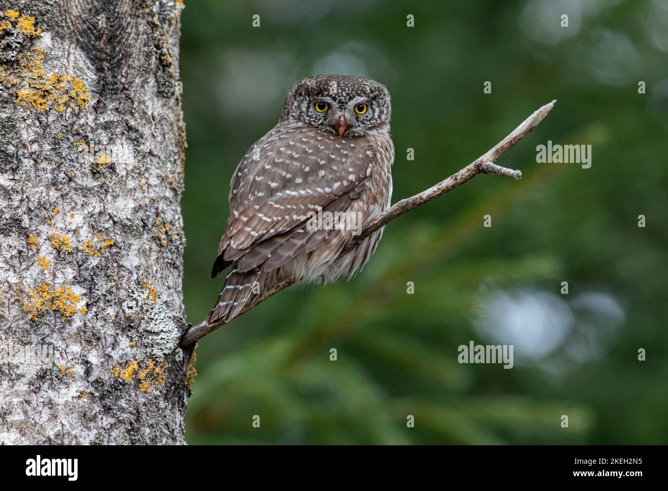 Eurasian pygmy owl (Glaucidium passerinum Stock Photo - Alamy
