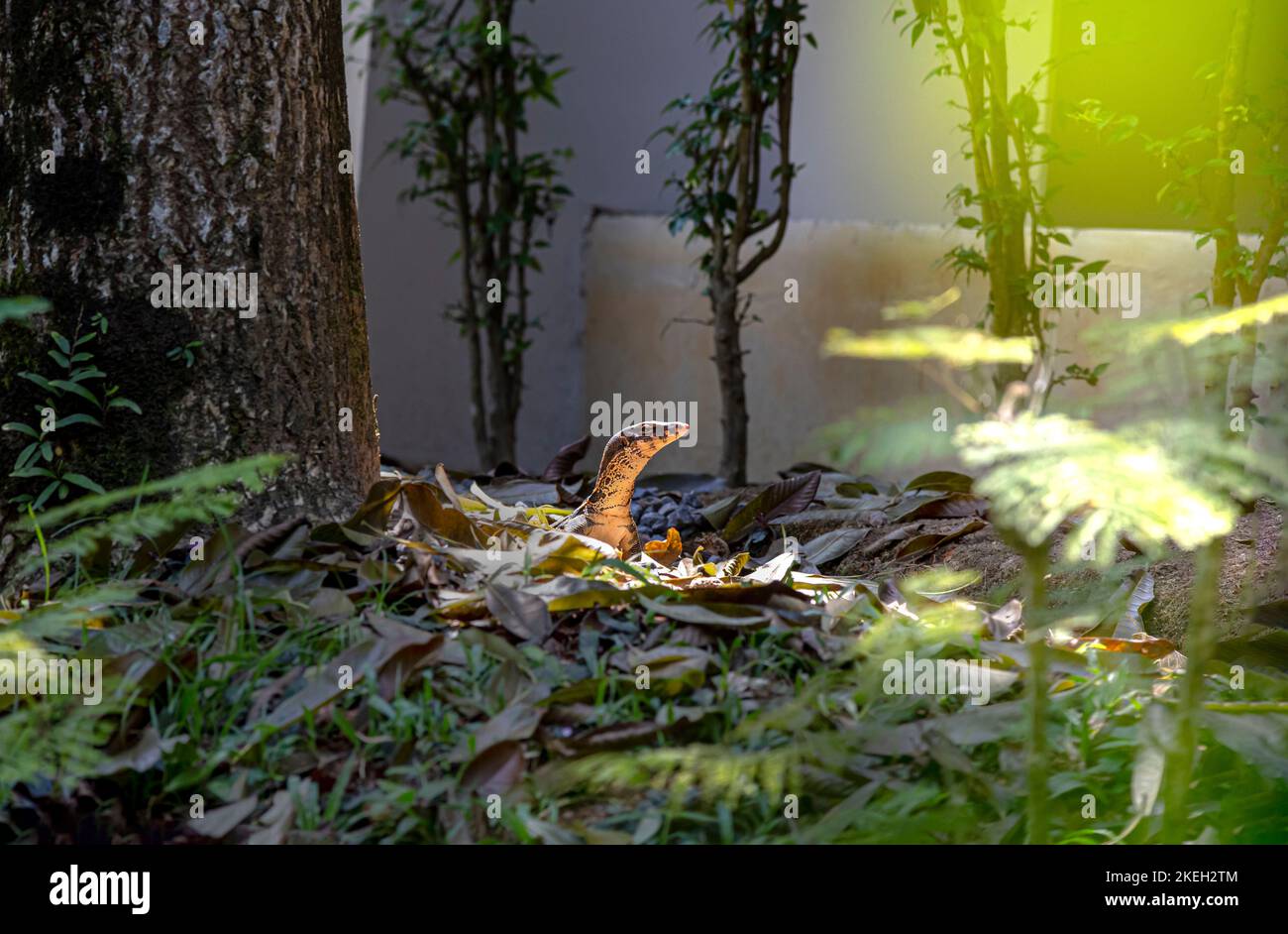 Asian water monitor (Varanus salvator Stock Photo - Alamy