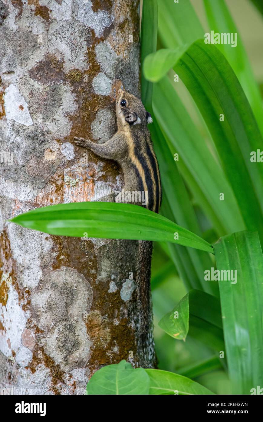 Himalayan striped squirrel (Tamiops mcclellandii Stock Photo - Alamy