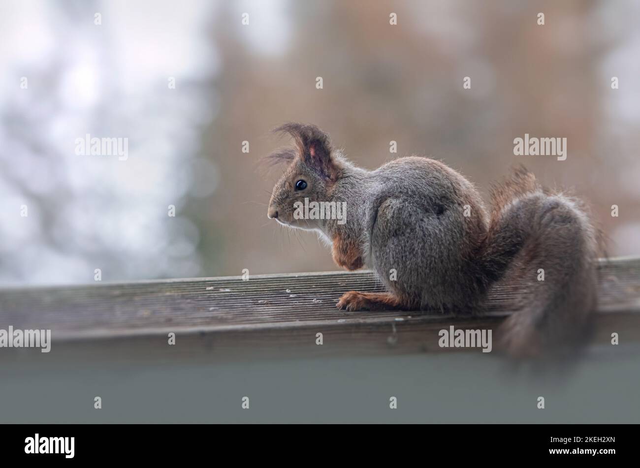 Red squirrel (Sciurus vulgaris Stock Photo - Alamy