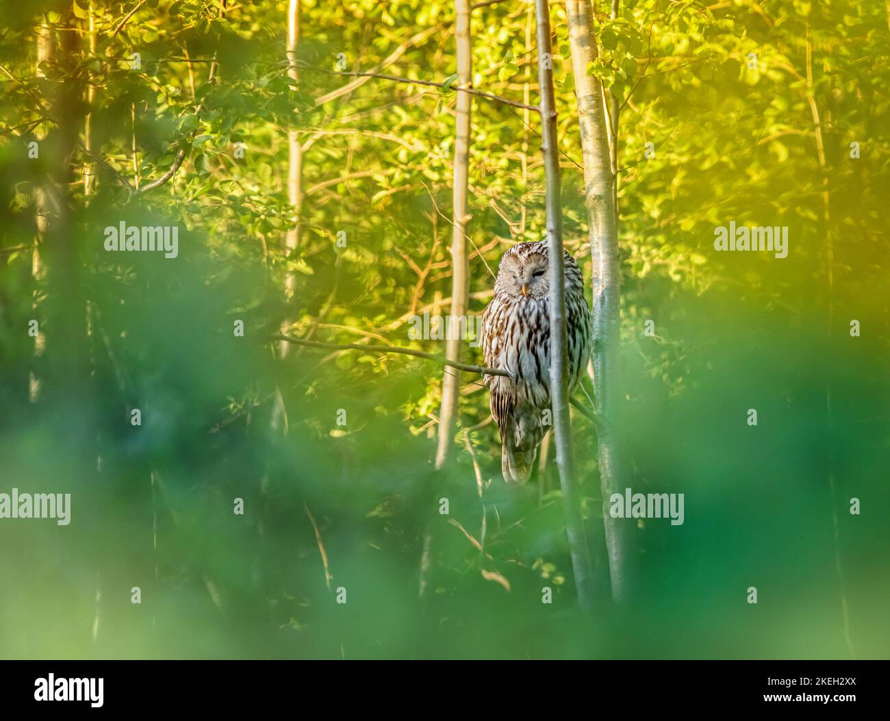 Ural owl (Strix uralensis Stock Photo - Alamy