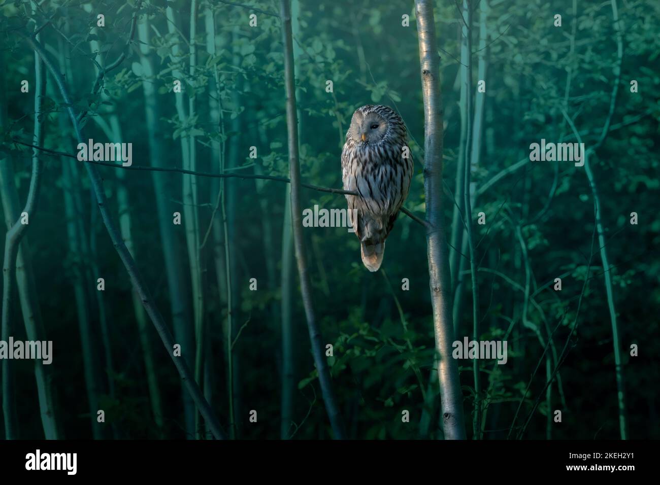 Ural owl (Strix uralensis Stock Photo - Alamy