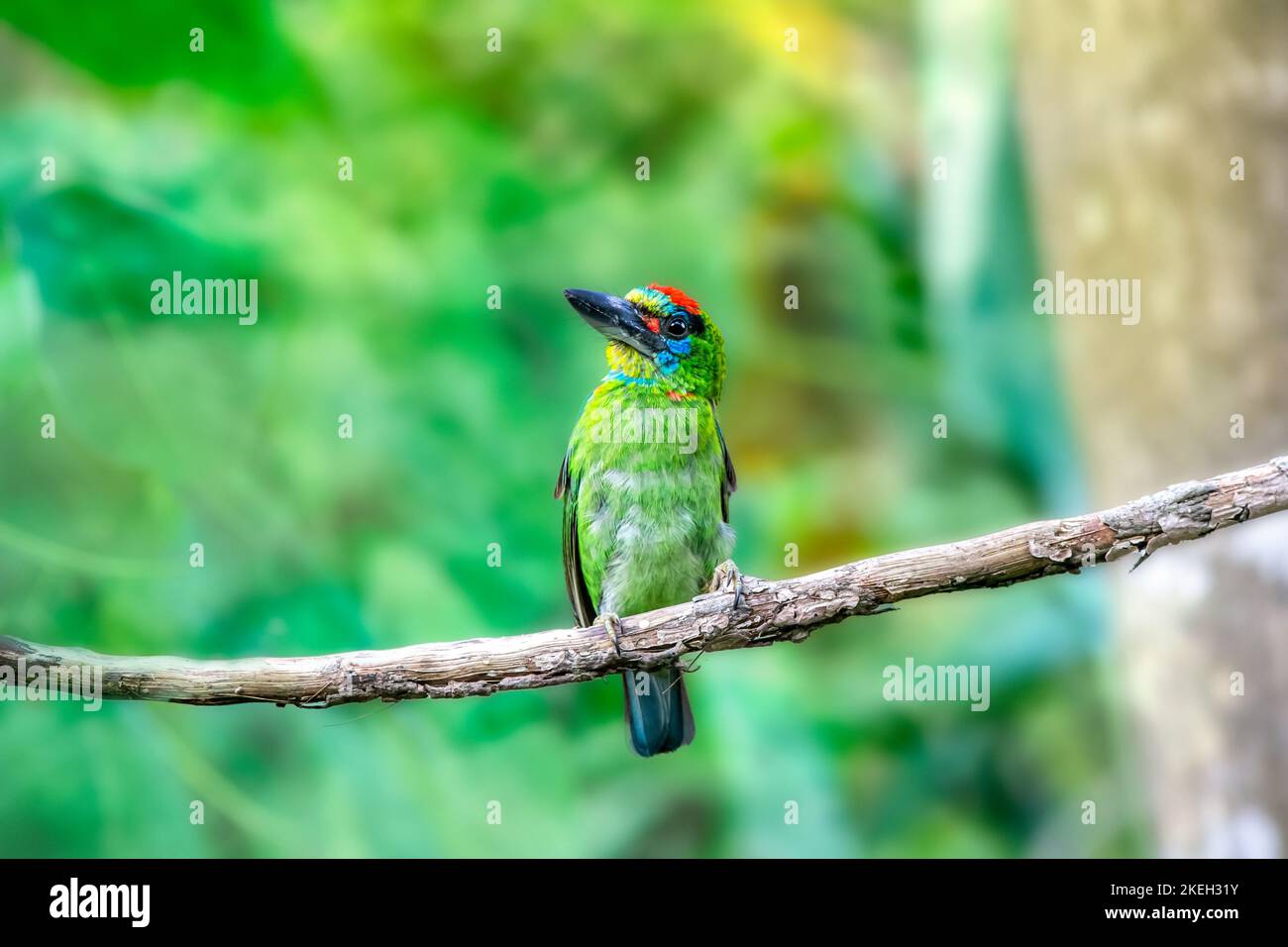 Red-throated Barbet (Megalaima mystacophanos Stock Photo - Alamy