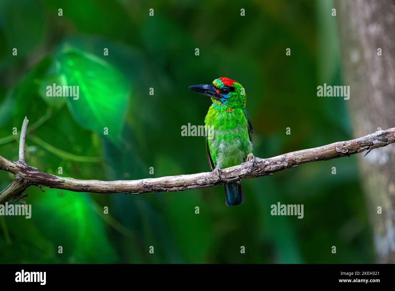 Red-throated Barbet (Megalaima mystacophanos Stock Photo - Alamy