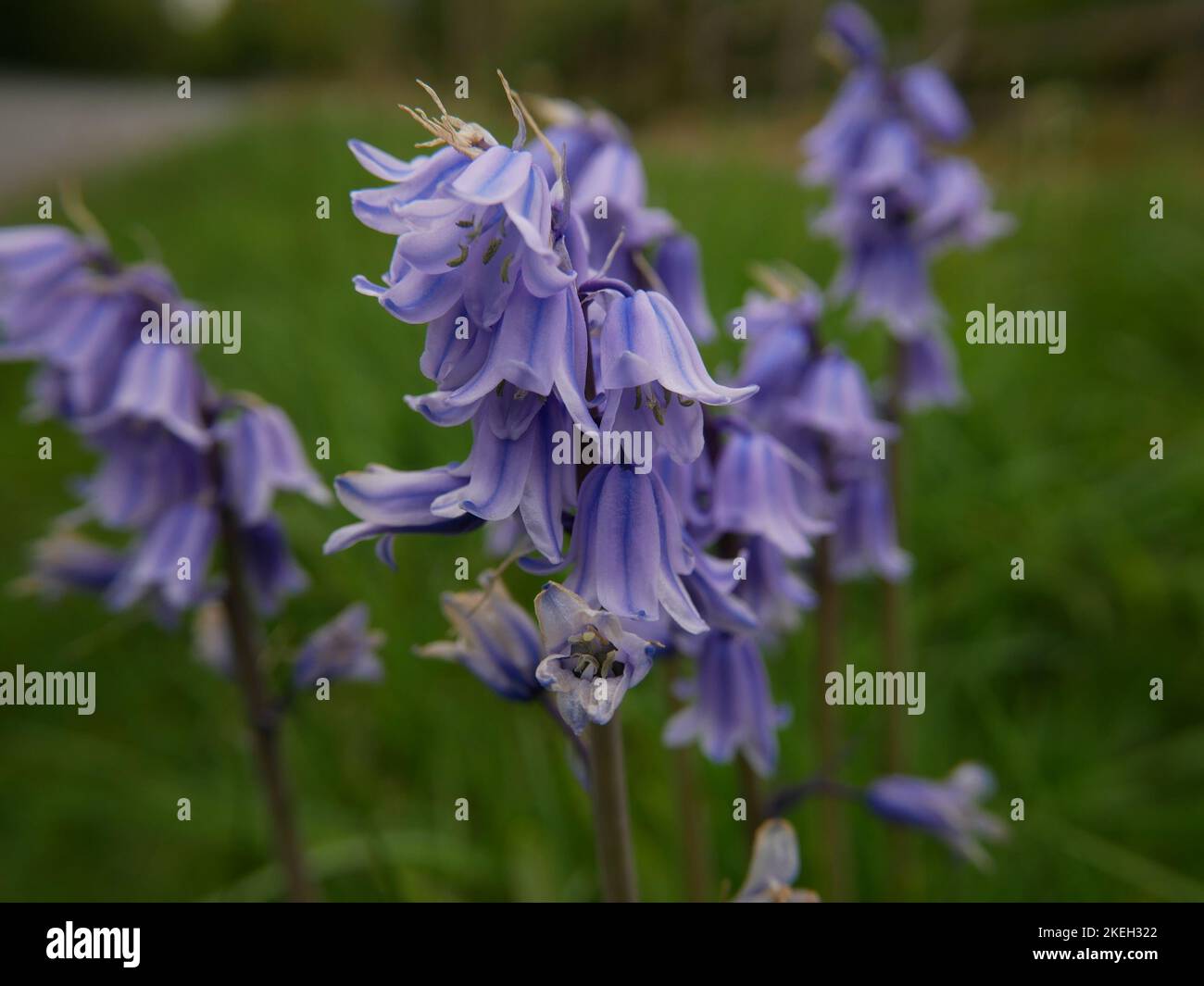 Arctic alpine plants snowdonia hi-res stock photography and images - Alamy