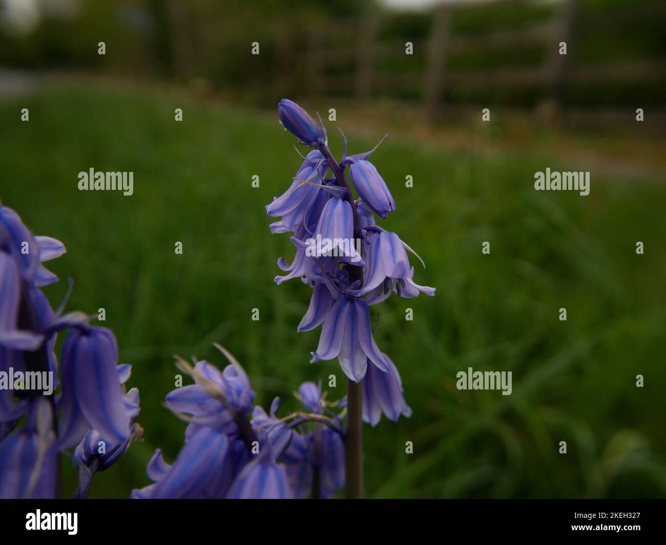 Arctic alpine plants snowdonia hi-res stock photography and images - Alamy