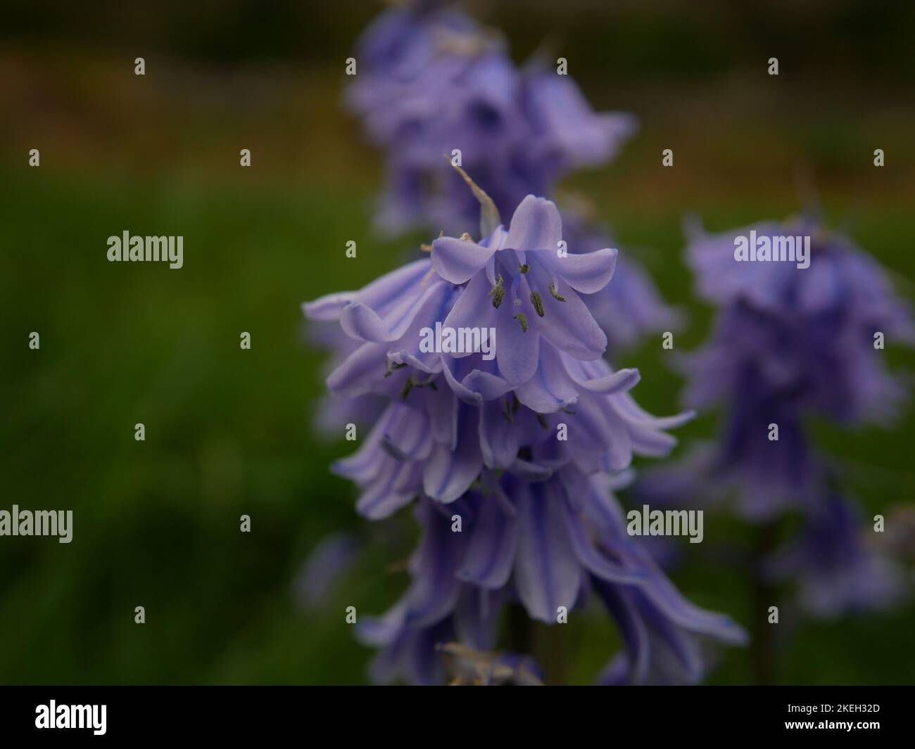Arctic alpine plants snowdonia hi-res stock photography and images - Alamy