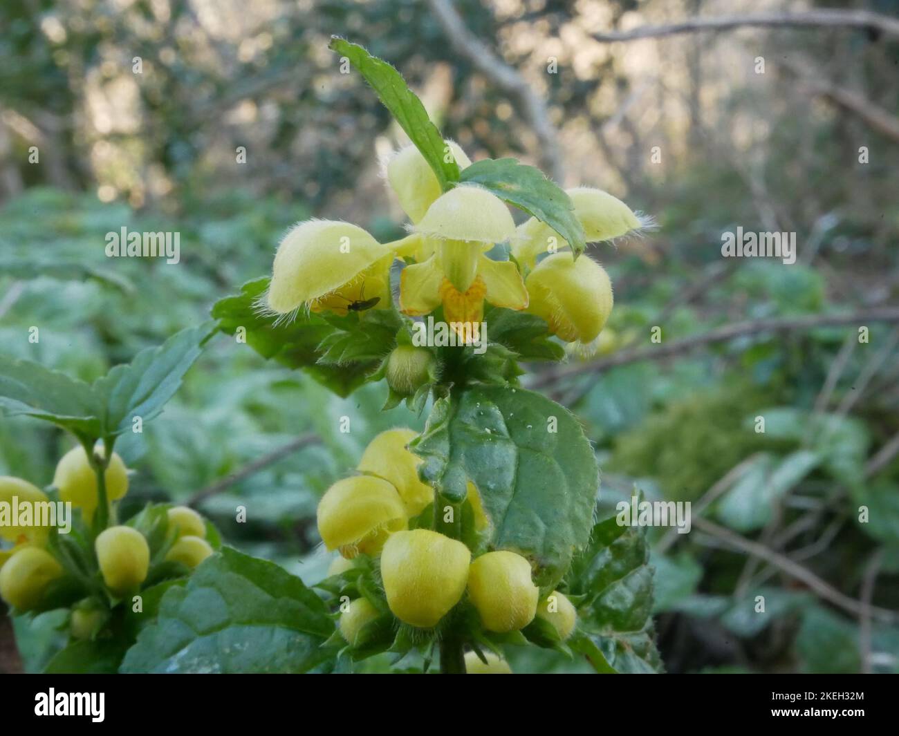 Arctic alpine plants snowdonia hi-res stock photography and images - Alamy