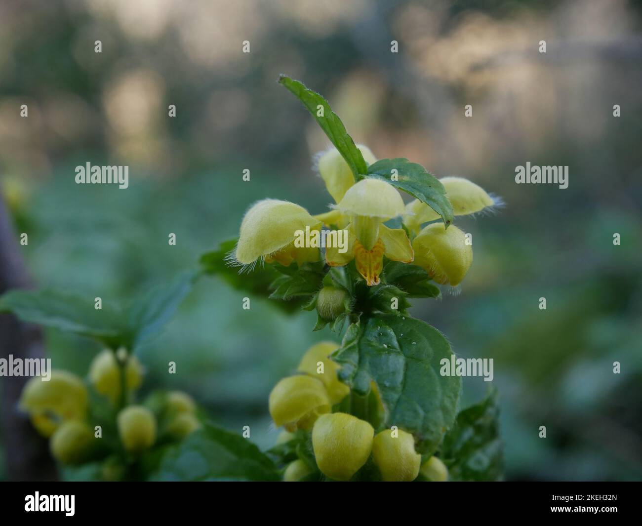 Arctic alpine plants snowdonia hi-res stock photography and images - Alamy