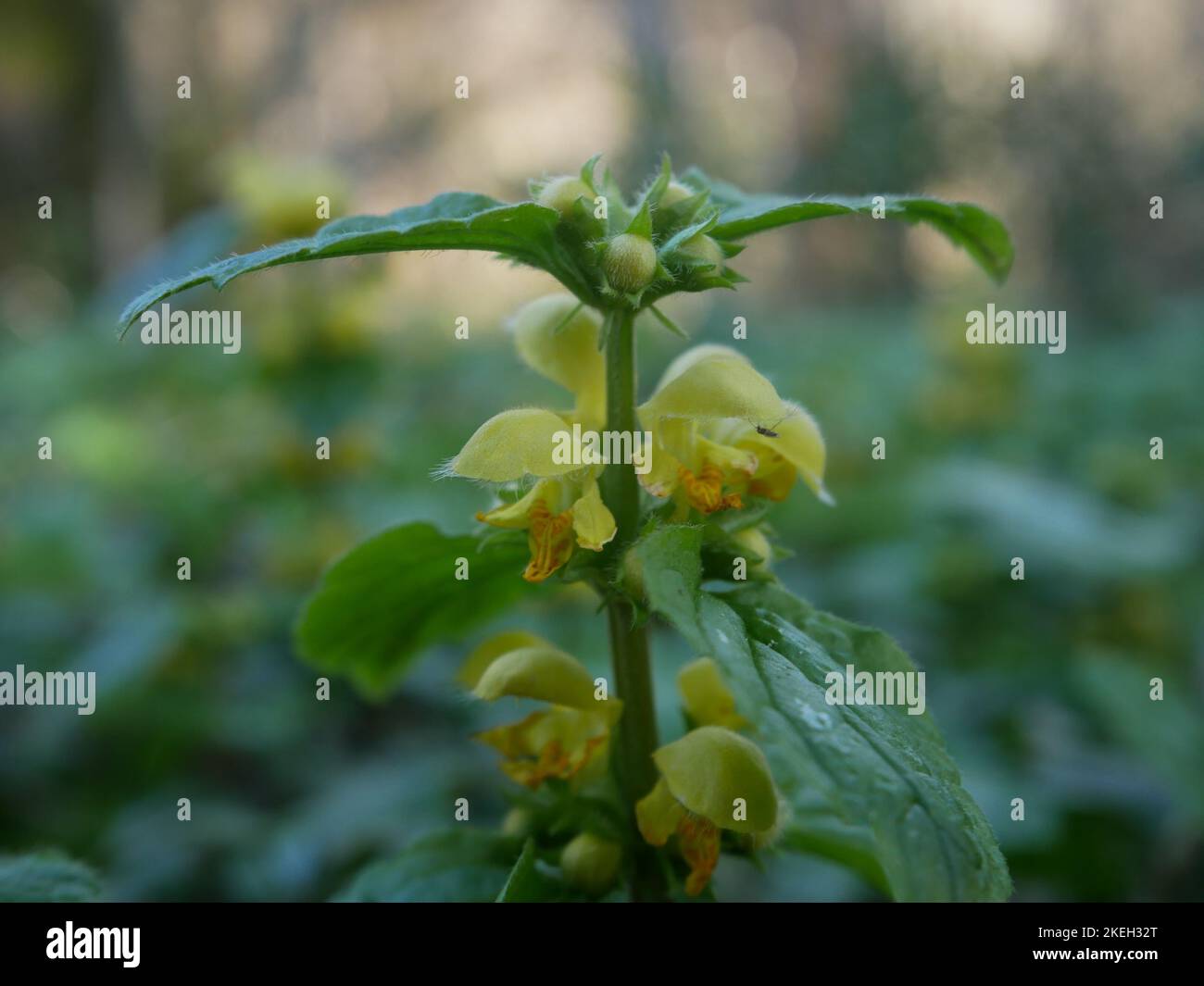 Arctic alpine plants snowdonia hi-res stock photography and images - Alamy
