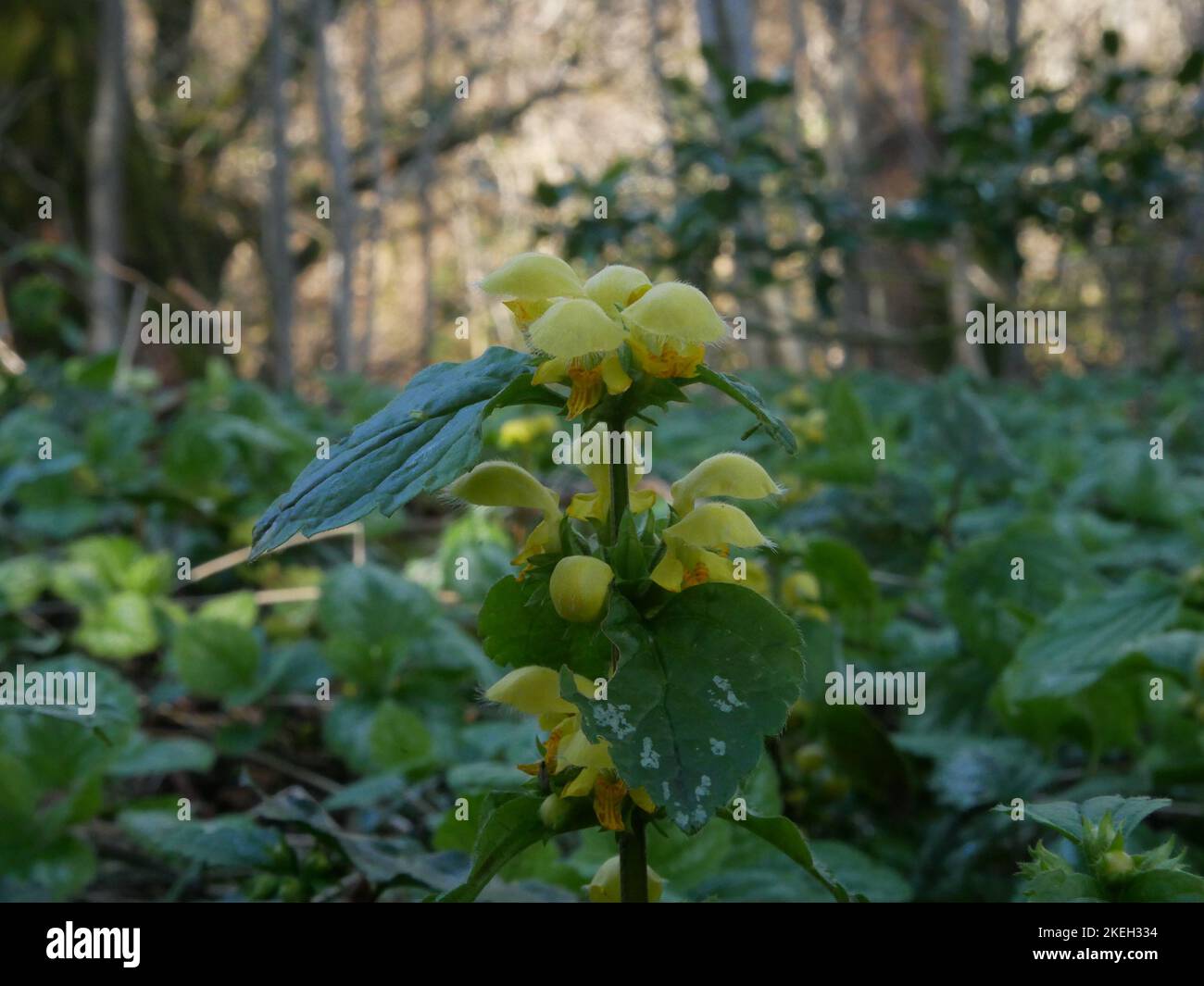 Arctic alpine plants snowdonia hi-res stock photography and images - Alamy