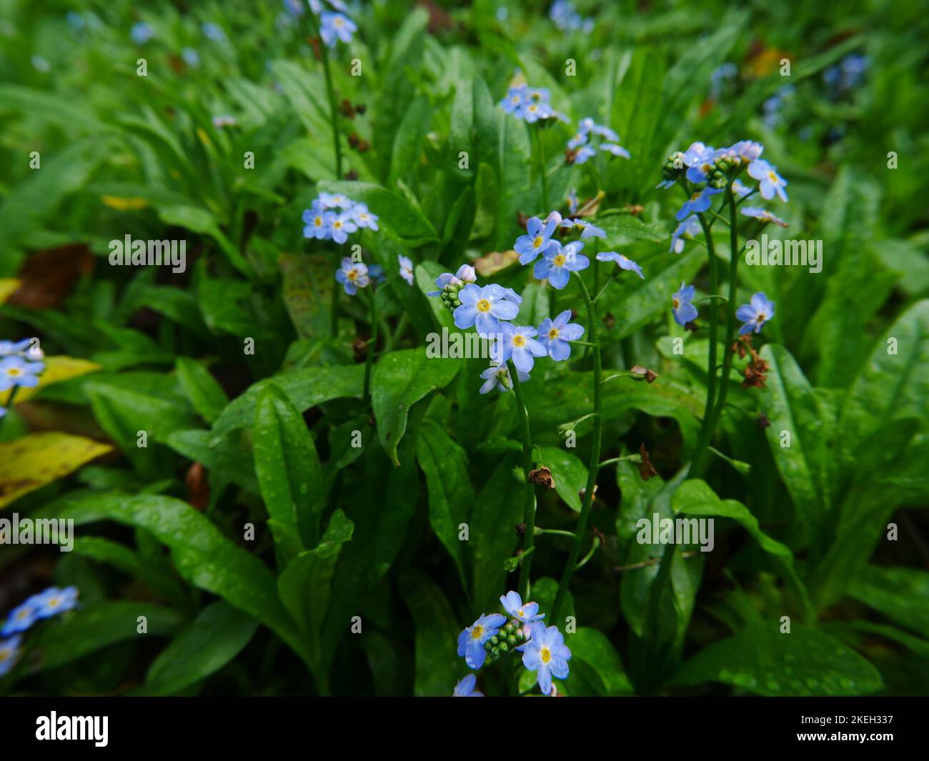 Discover britain wildlife hi-res stock photography and images - Alamy