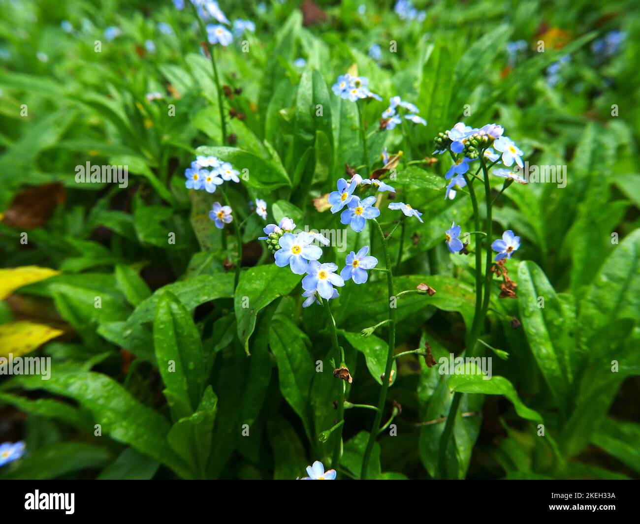 Discover wildflowers hi-res stock photography and images - Alamy