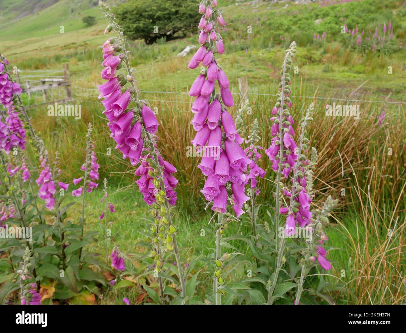 Discover britain wildlife hi-res stock photography and images - Alamy
