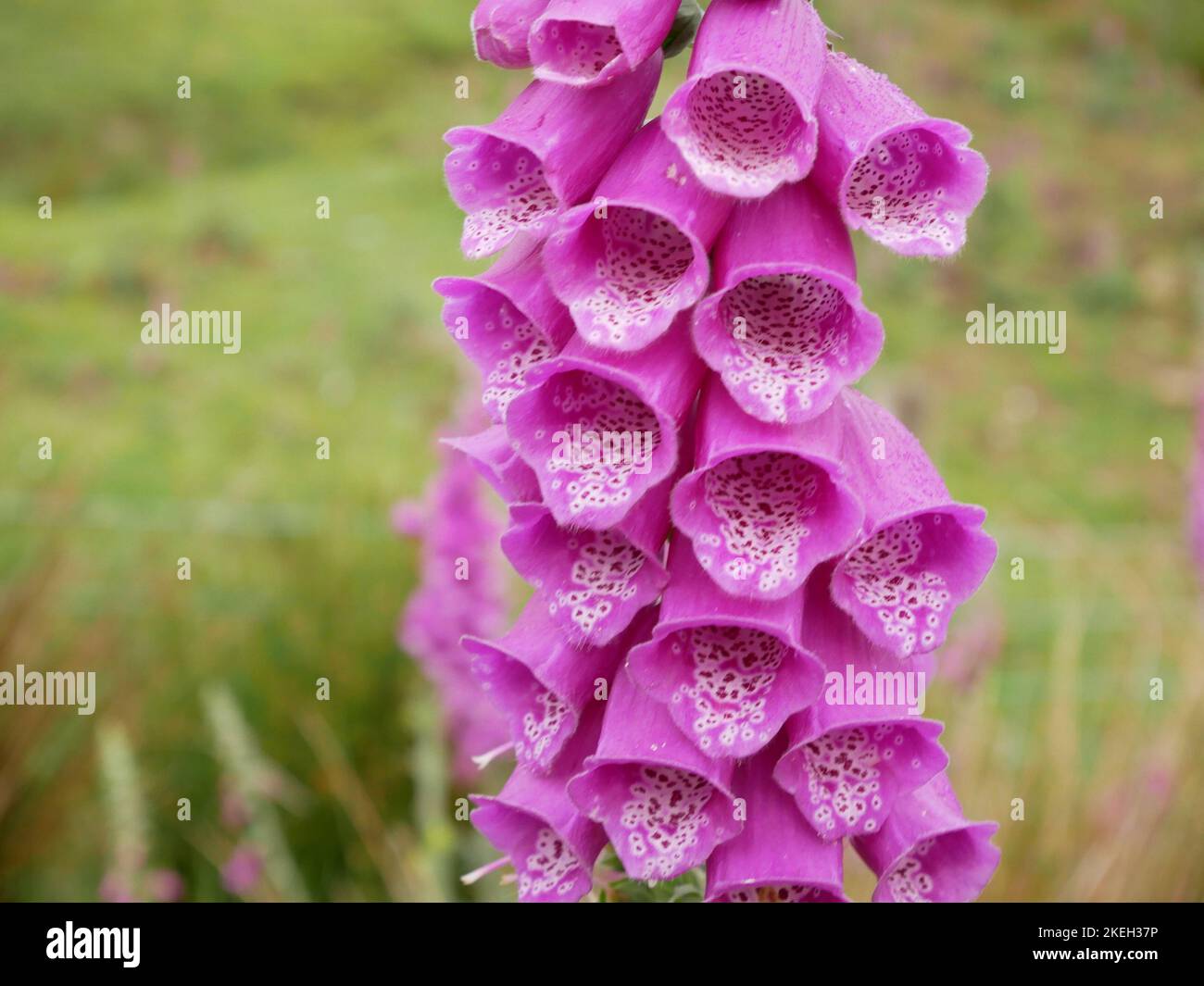 Arctic alpine plants snowdonia hi-res stock photography and images - Alamy