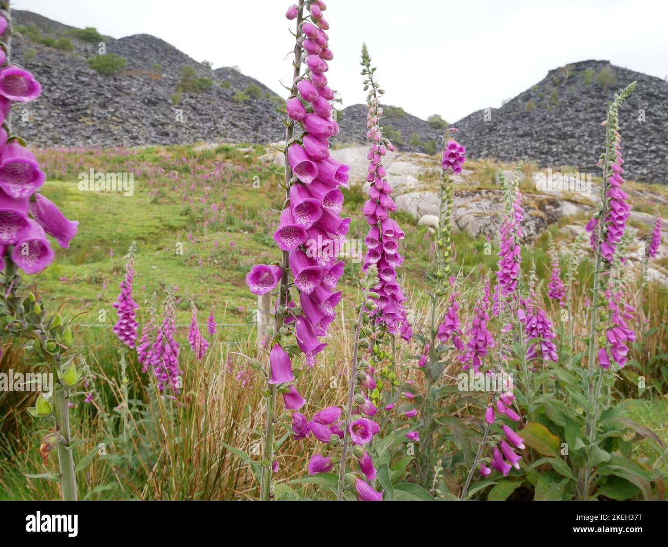 Arctic alpine plants snowdonia hi-res stock photography and images - Alamy