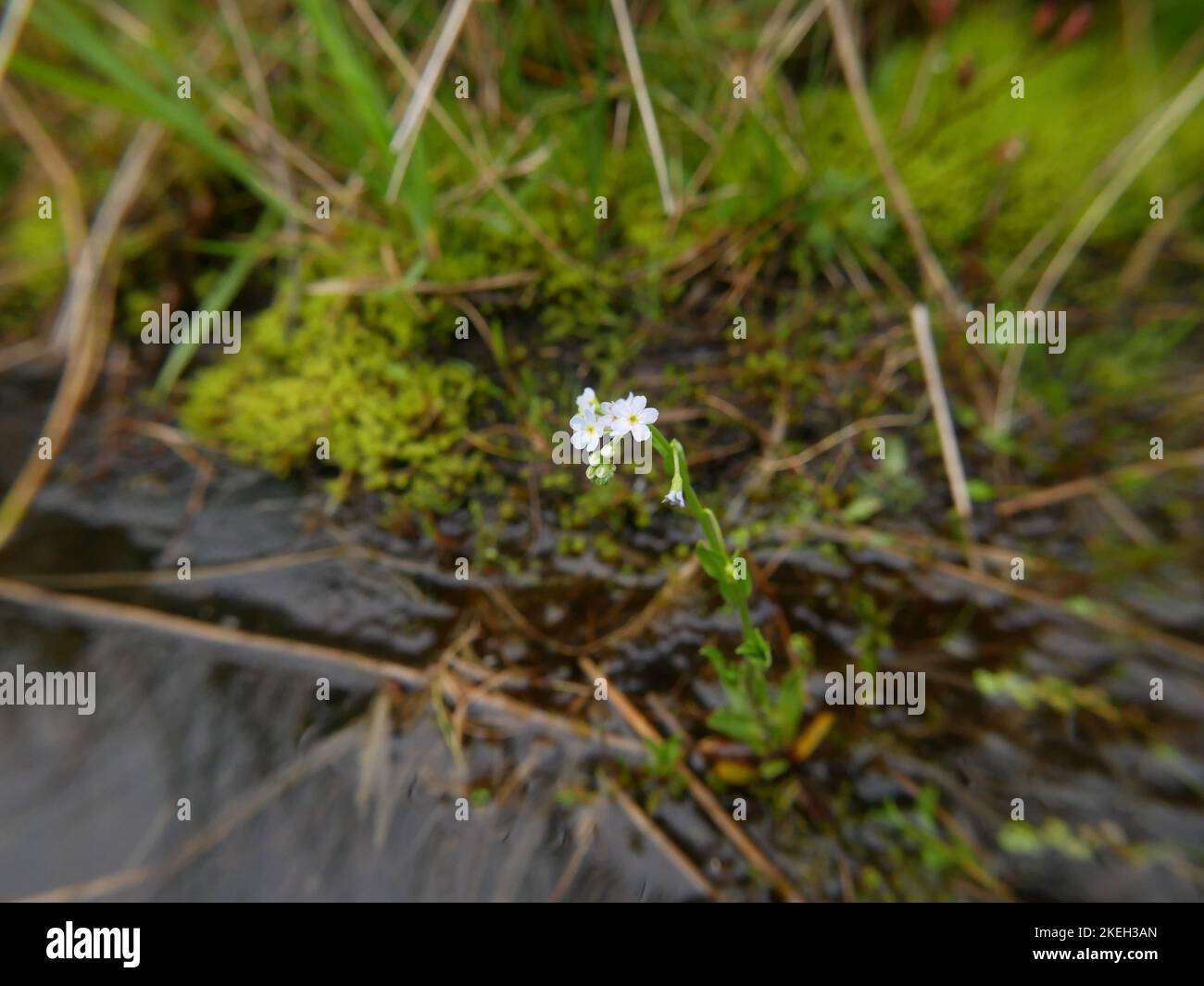 Arctic alpine plants snowdonia hi-res stock photography and images - Alamy