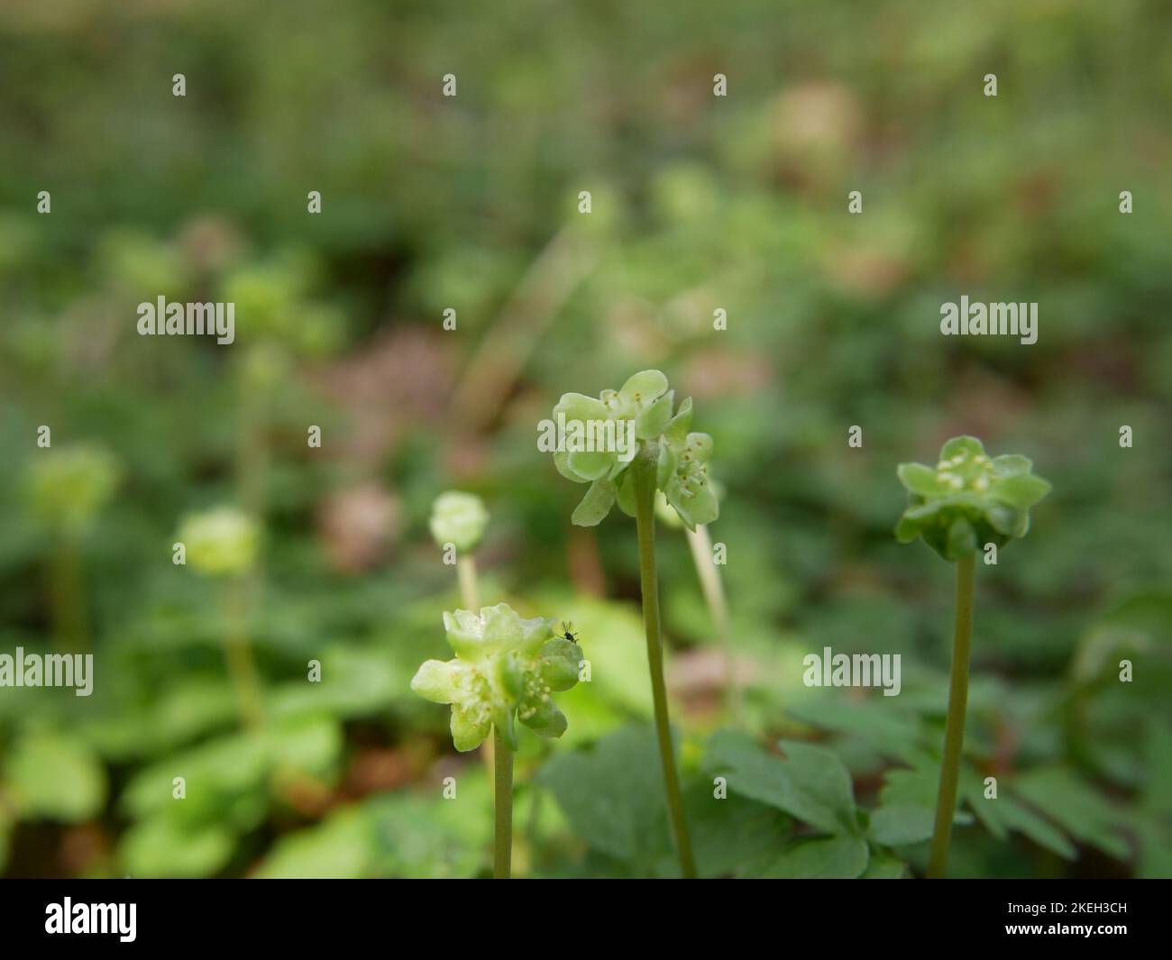 Photos of wildflowers found in British woodlands. Broadleaf forests are ...
