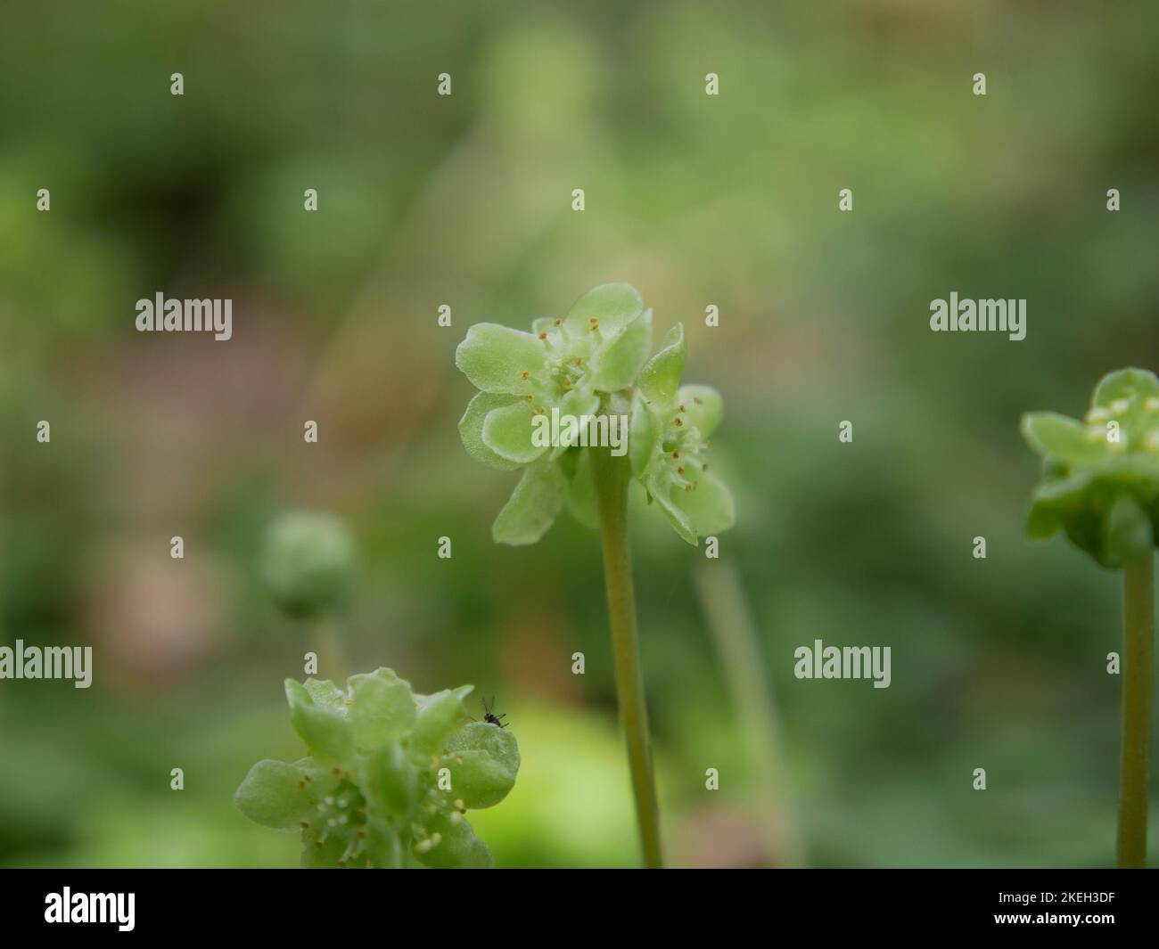 Photos of wildflowers found in British woodlands. Broadleaf forests are ...
