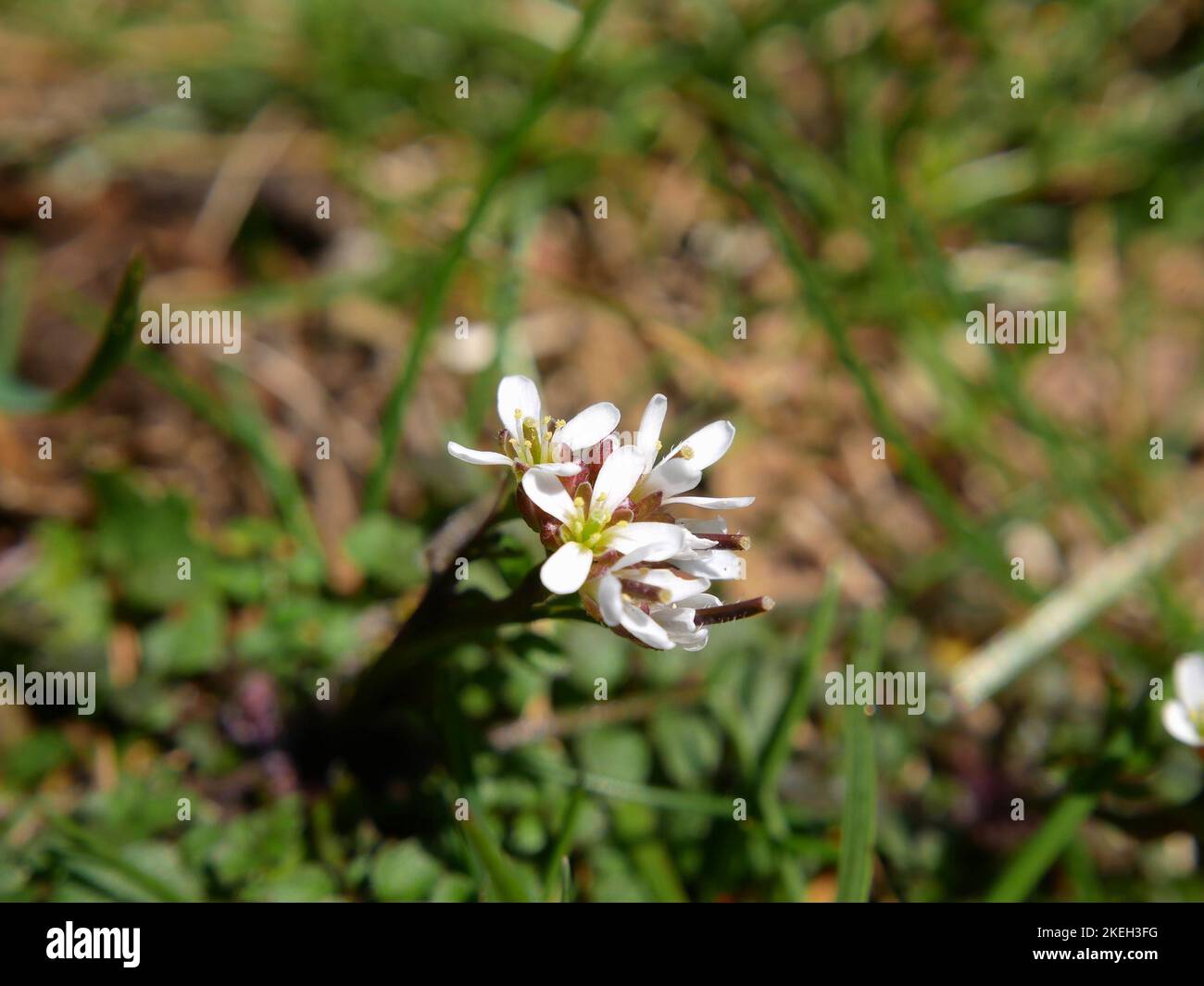Arctic alpine plants snowdonia hi-res stock photography and images - Alamy