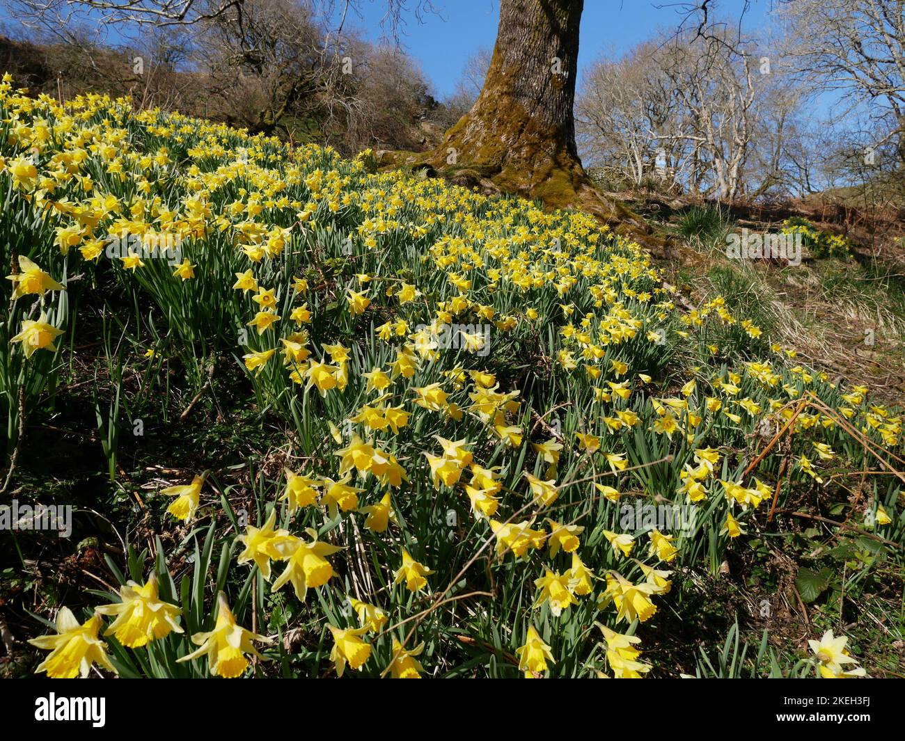 Arctic alpine plants snowdonia hi-res stock photography and images - Alamy