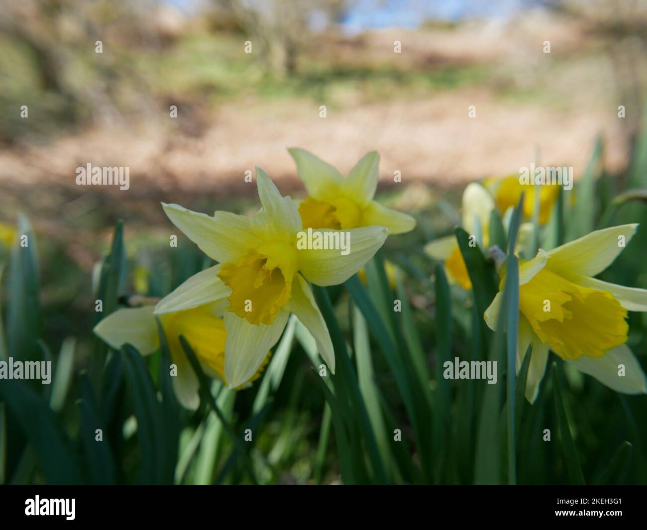 Arctic alpine plants snowdonia hi-res stock photography and images - Alamy