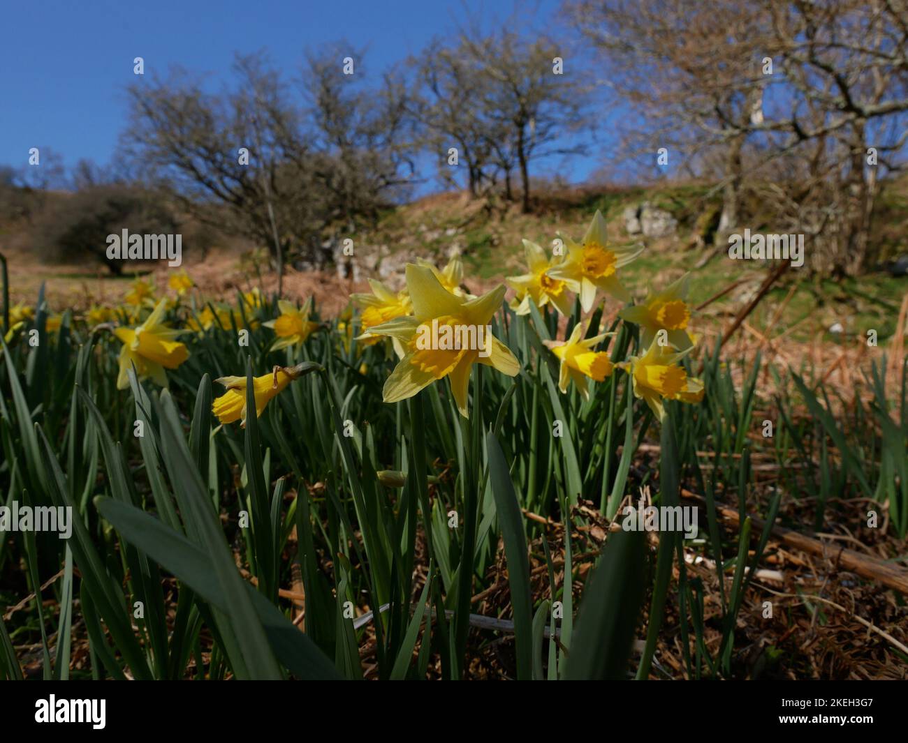 Arctic alpine plants snowdonia hi-res stock photography and images - Alamy