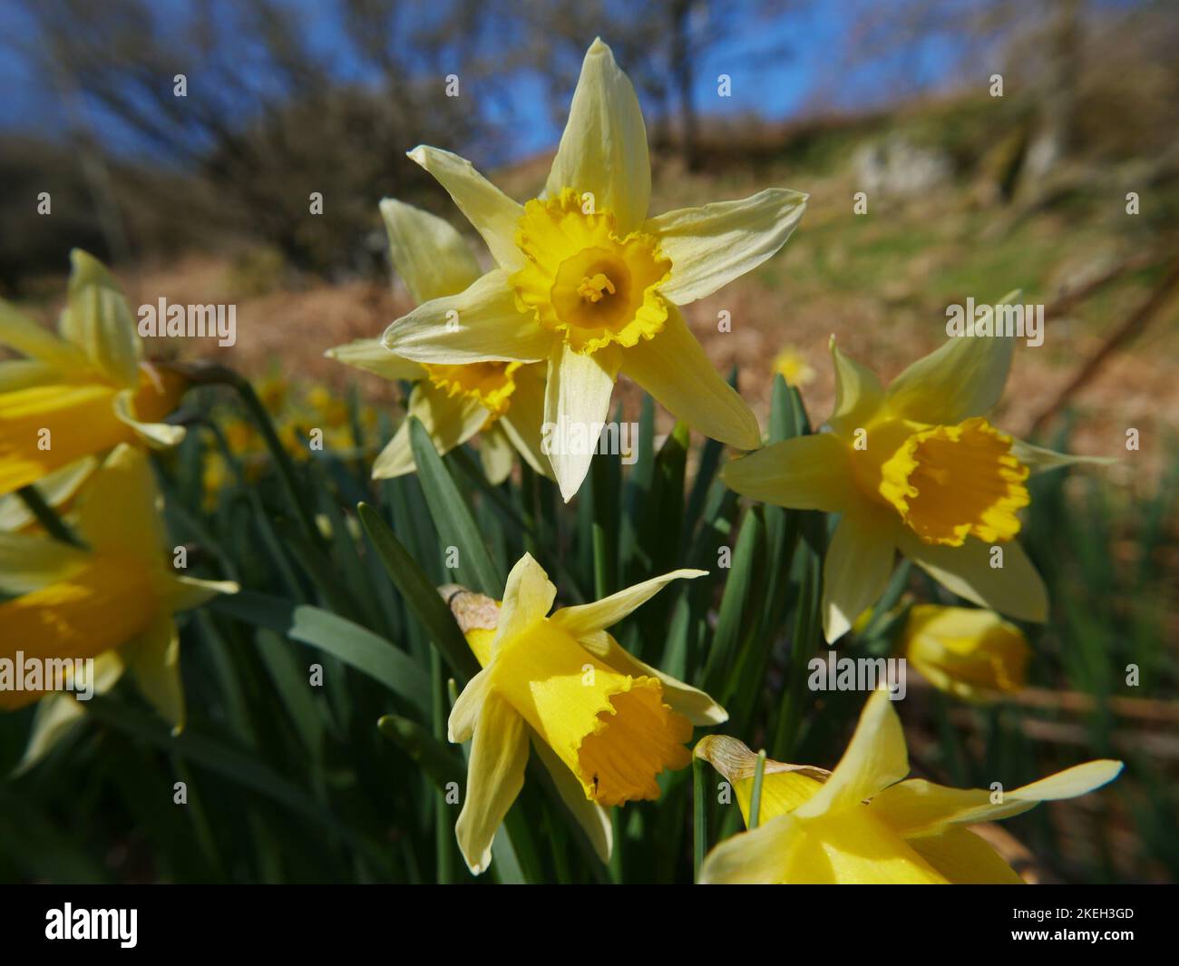 Arctic alpine plants snowdonia hi-res stock photography and images - Alamy