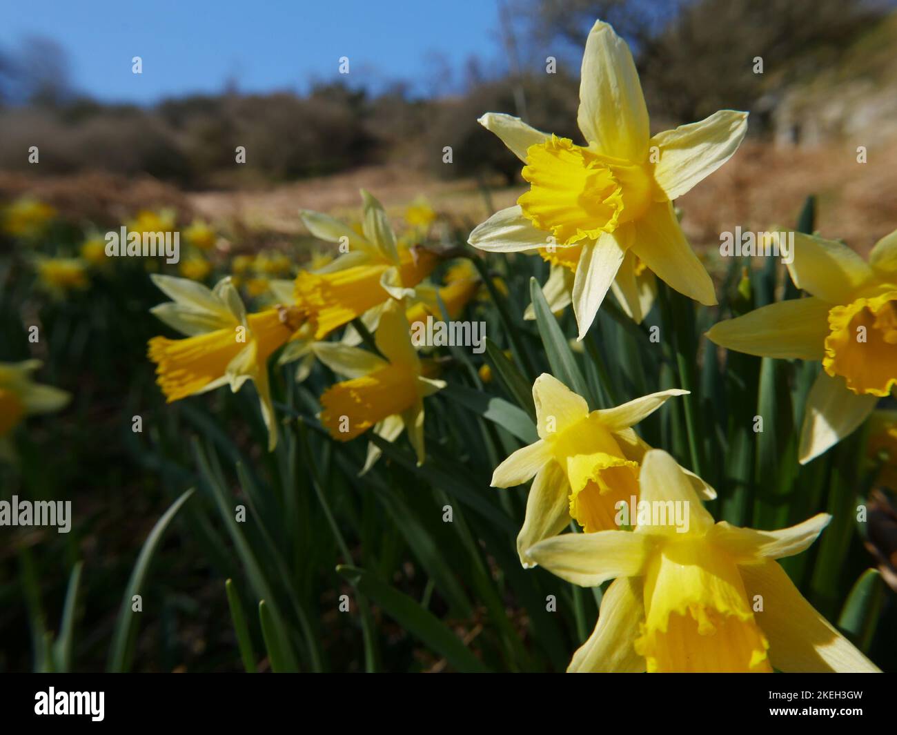 Arctic alpine plants snowdonia hi-res stock photography and images - Alamy