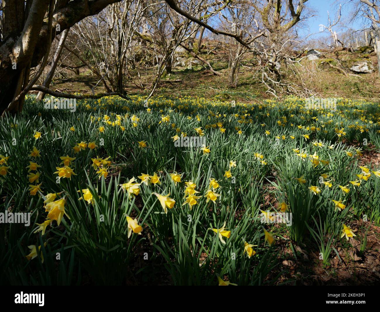 Arctic alpine plants snowdonia hi-res stock photography and images - Alamy