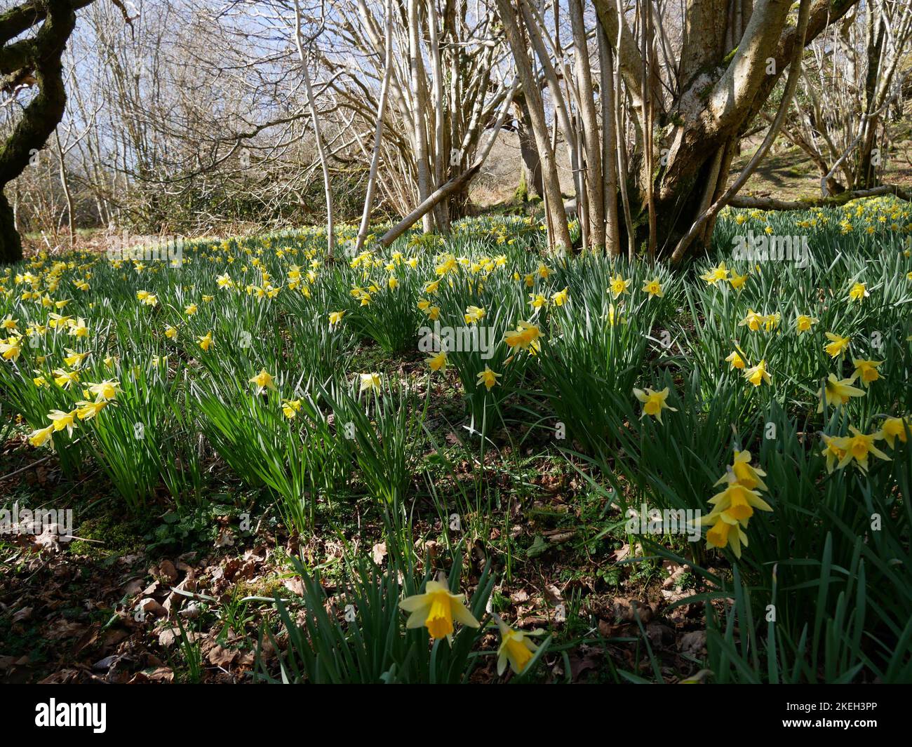 Arctic alpine plants snowdonia hi-res stock photography and images - Alamy