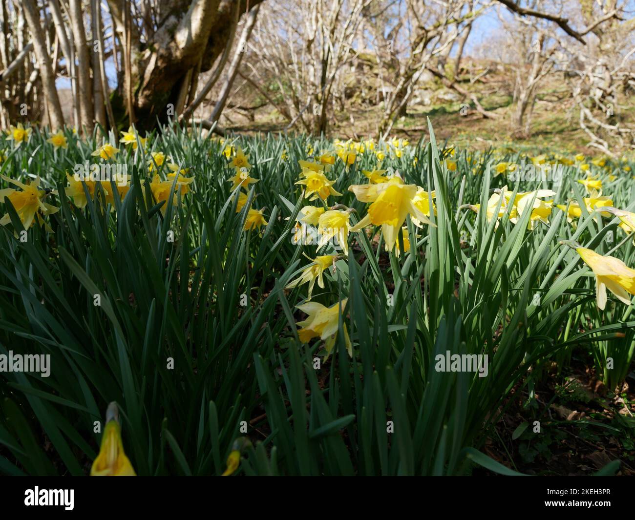 Photos of wildflowers found in British woodlands. Broadleaf forests are ...