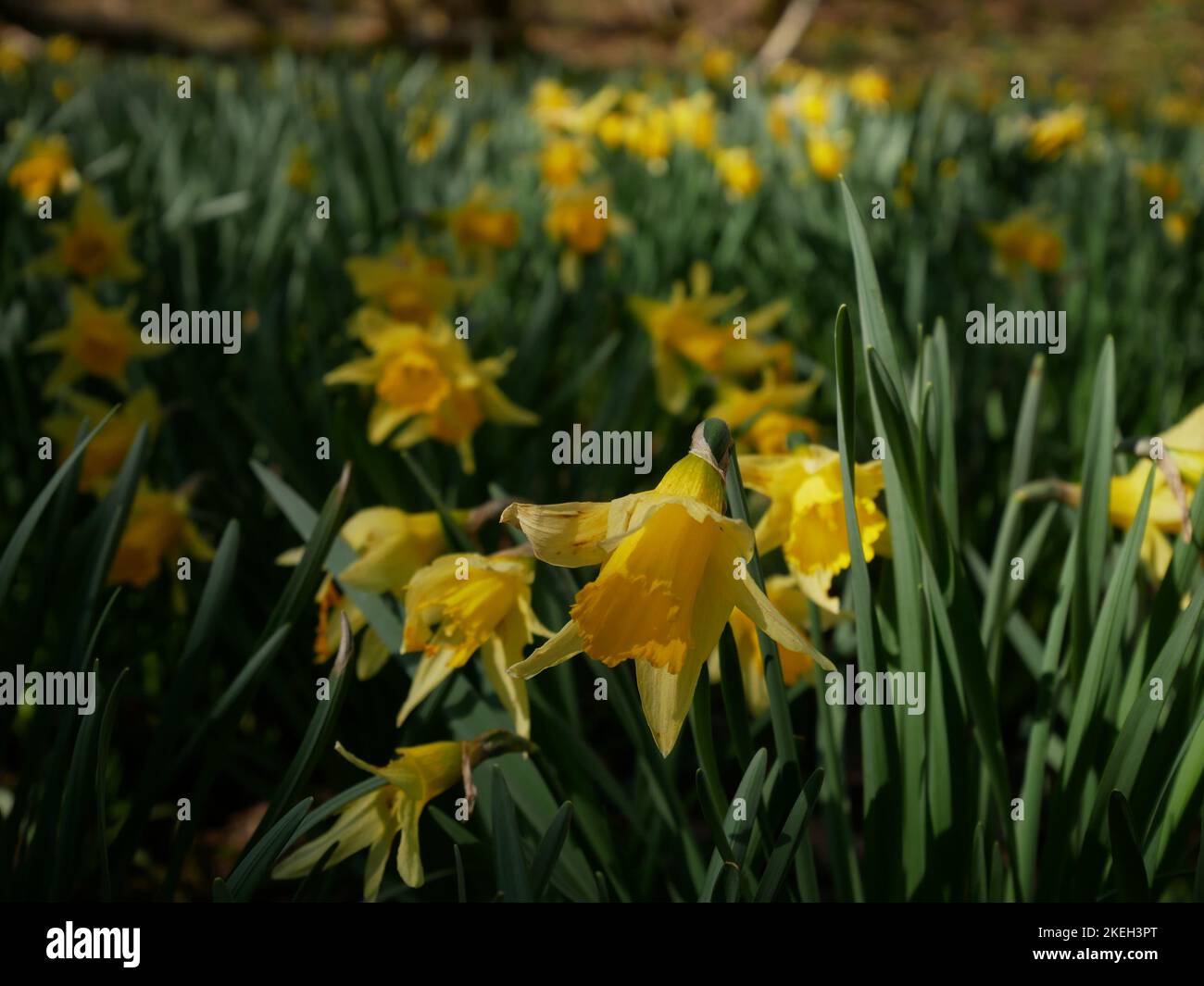 Arctic alpine plants snowdonia hi-res stock photography and images - Alamy