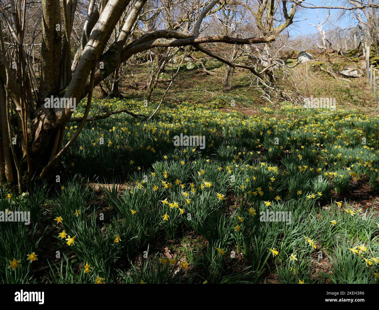 Arctic alpine plants snowdonia hi-res stock photography and images - Alamy