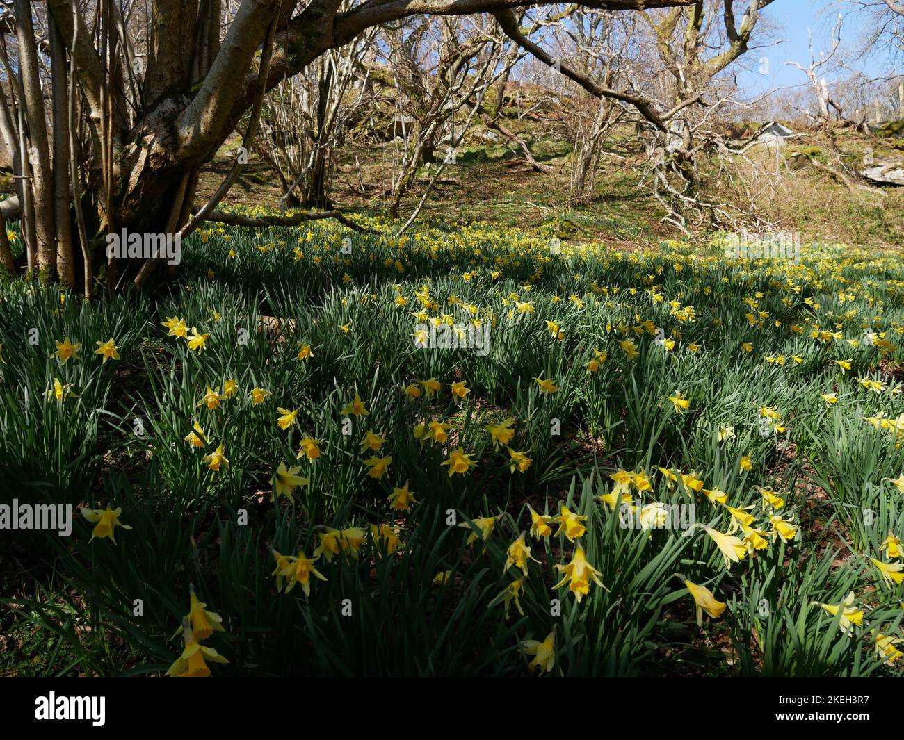 Arctic alpine plants snowdonia hi-res stock photography and images - Alamy