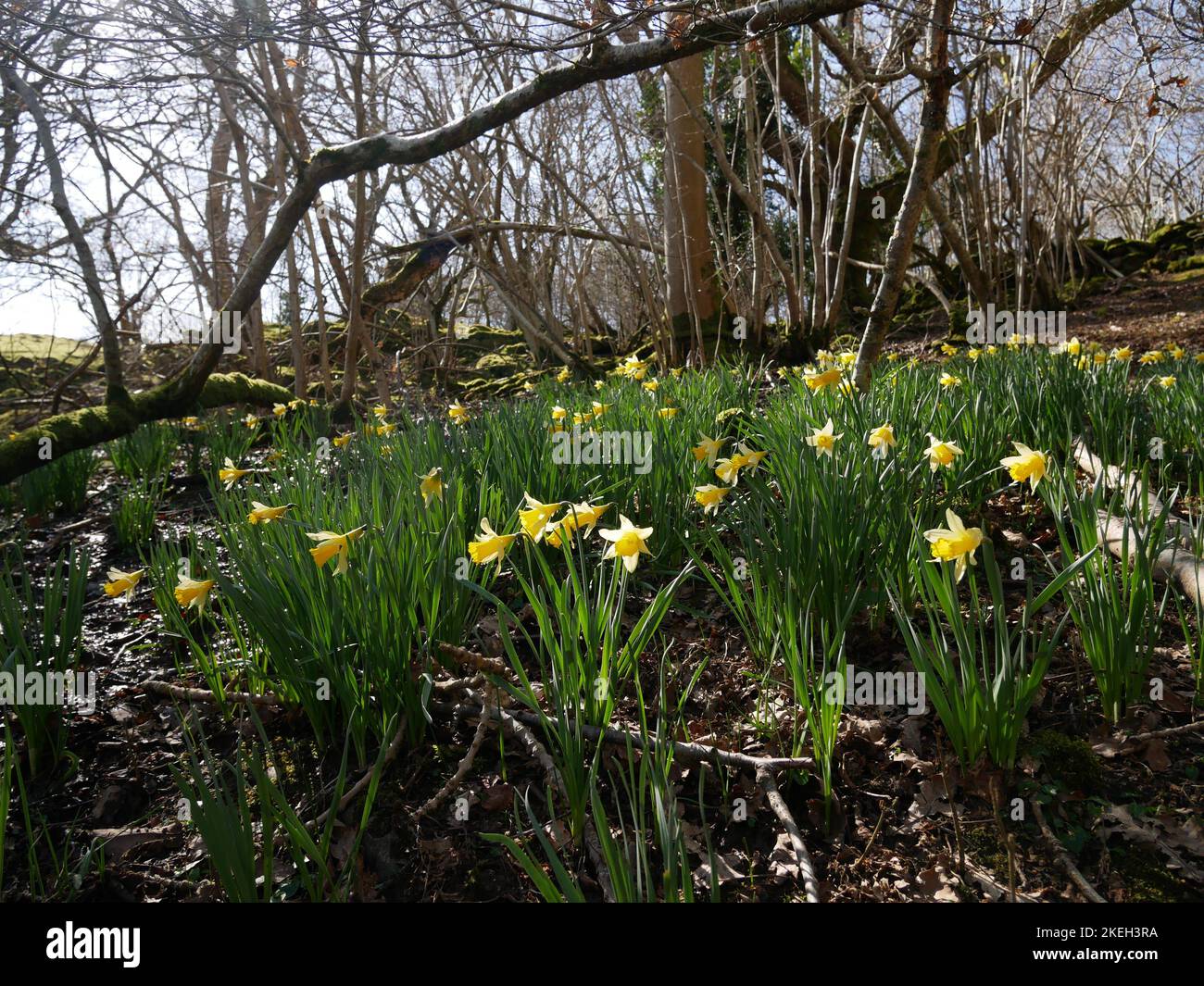 Arctic alpine plants snowdonia hi-res stock photography and images - Alamy