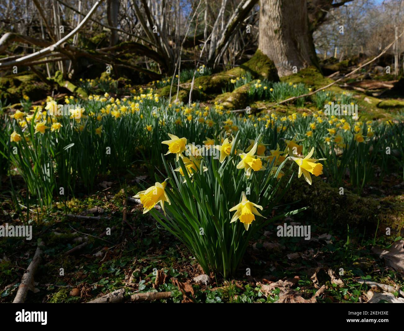 Arctic alpine plants snowdonia hi-res stock photography and images - Alamy