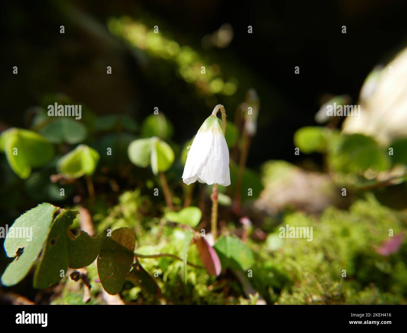 Arctic alpine plants snowdonia hi-res stock photography and images - Alamy
