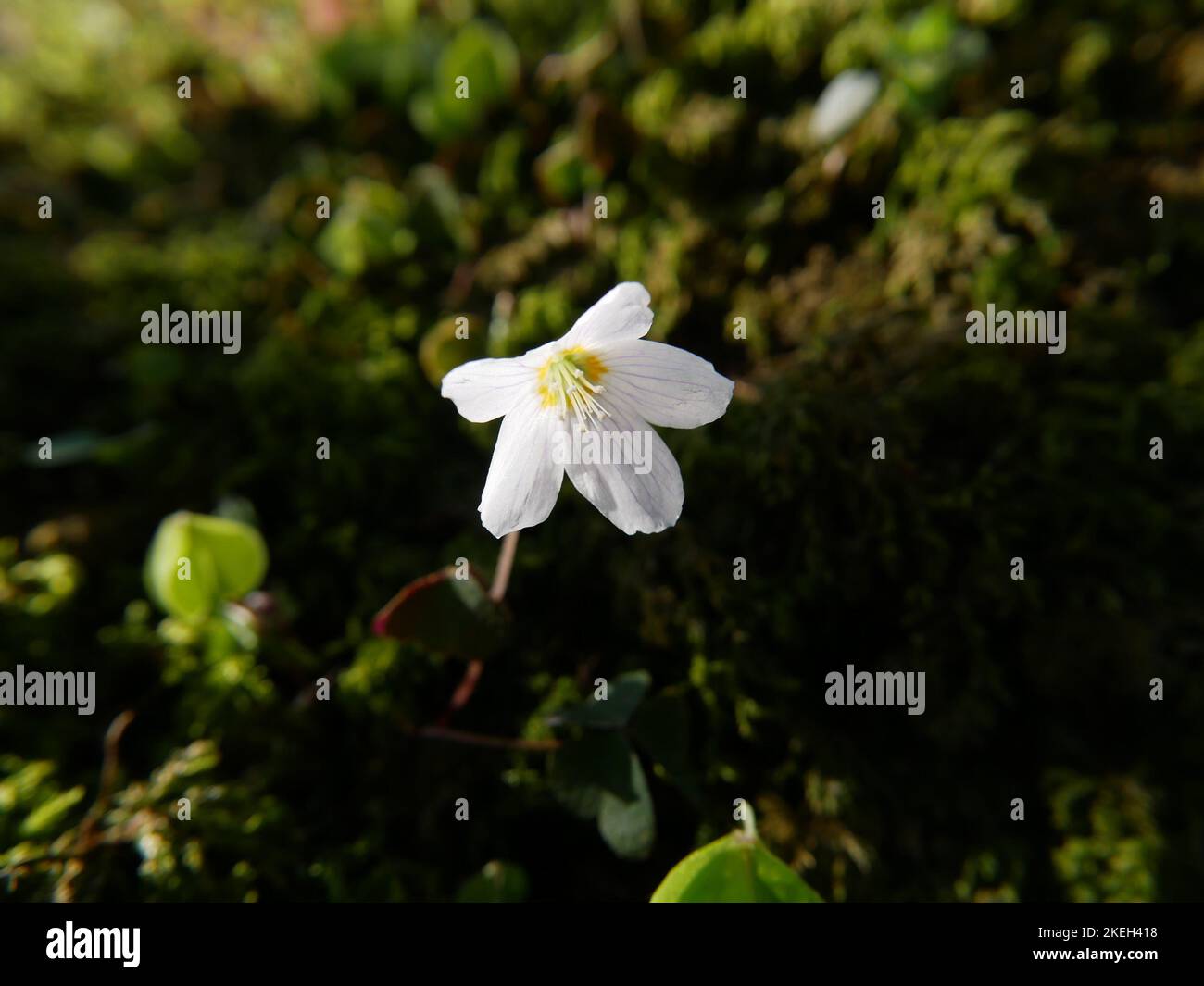 Arctic alpine plants snowdonia hi-res stock photography and images - Alamy