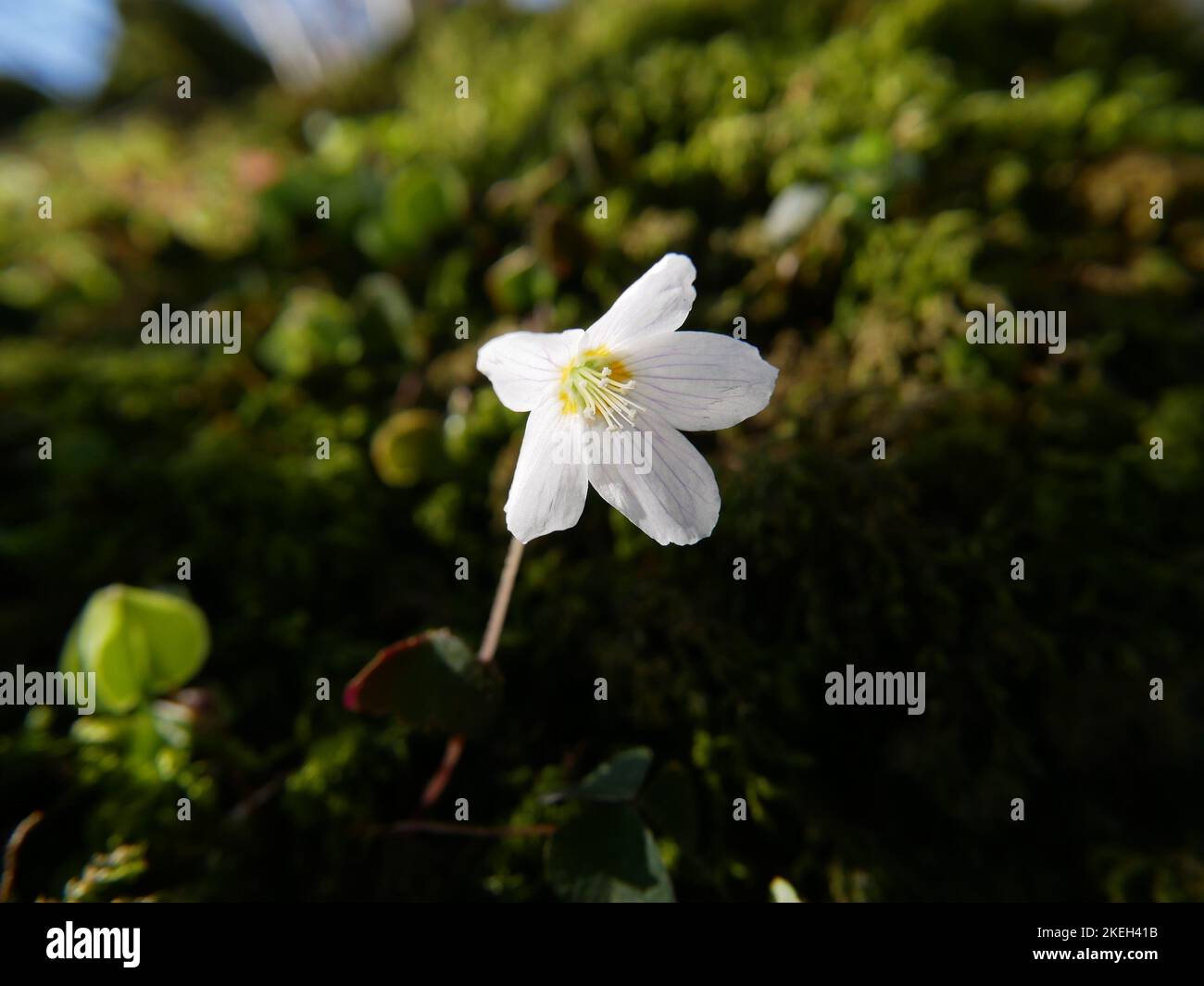 Arctic alpine plants snowdonia hi-res stock photography and images - Alamy