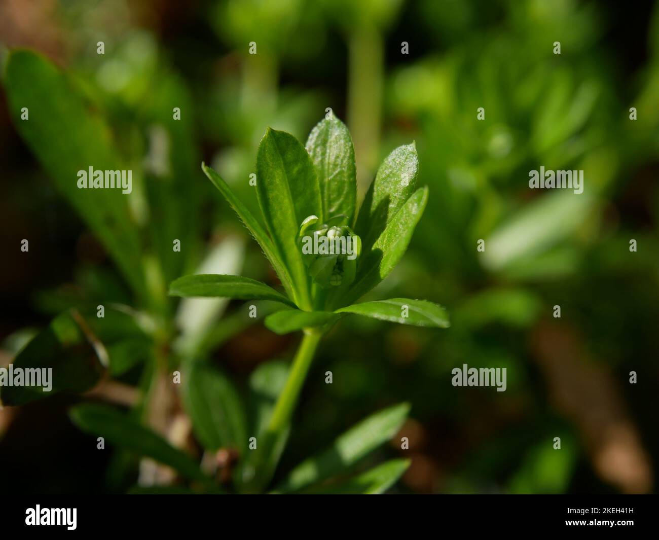 Arctic alpine plants snowdonia hi-res stock photography and images - Alamy