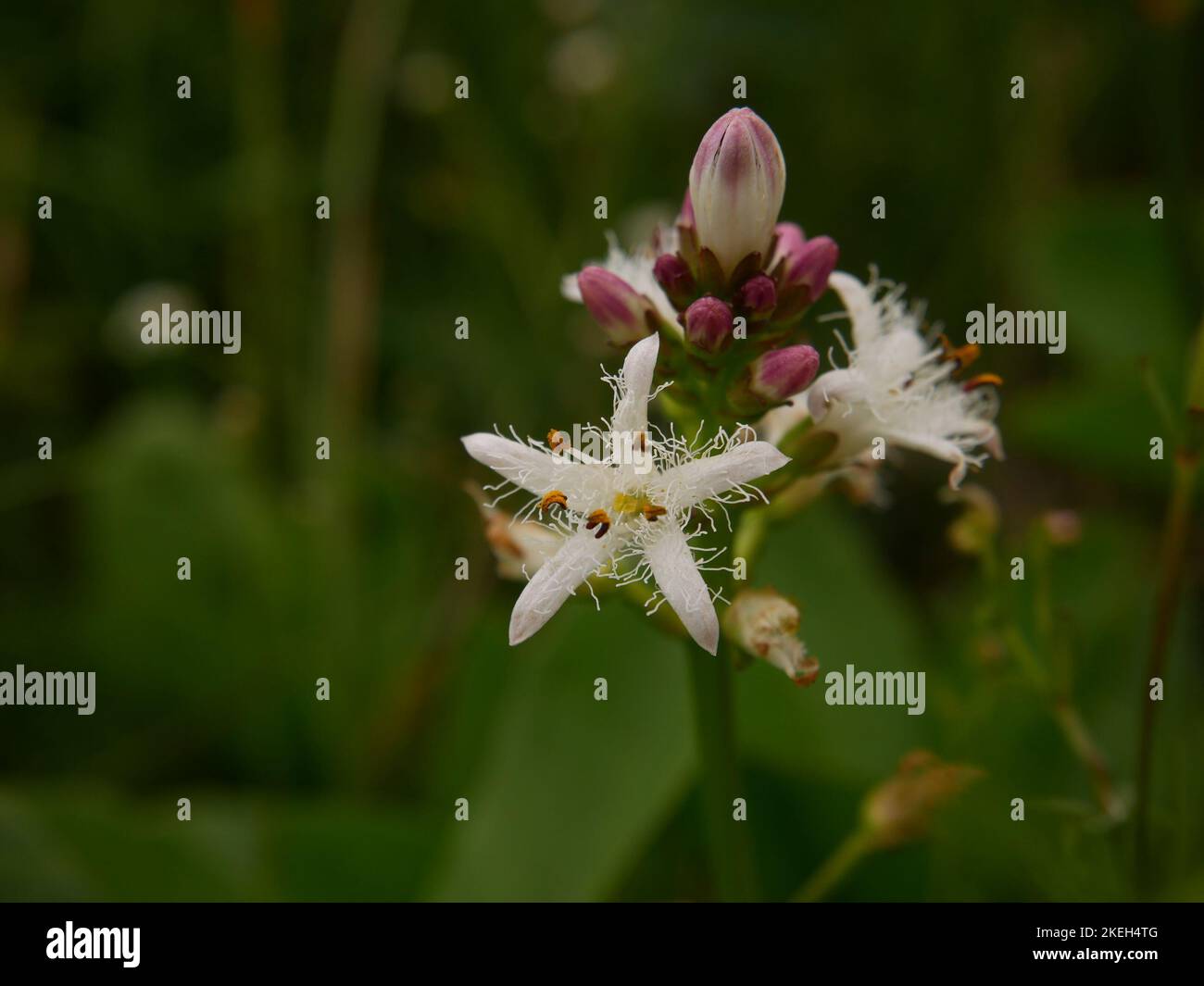 Blanket bog plants hi-res stock photography and images - Alamy