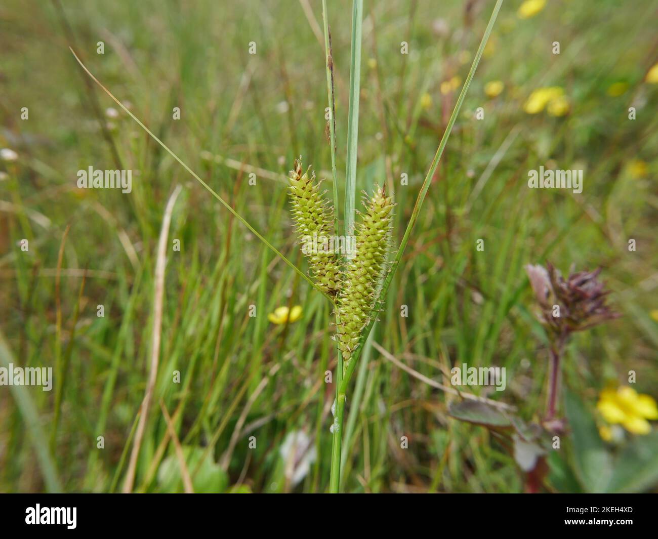 Blanket bog plants hi-res stock photography and images - Alamy