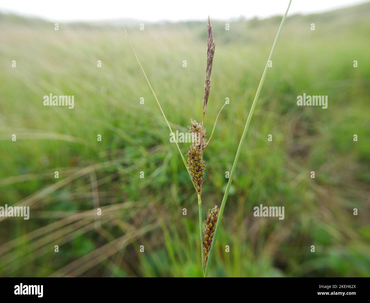 Photos of wildflowers found on wet and marshy ground. Blanket bogs are ...