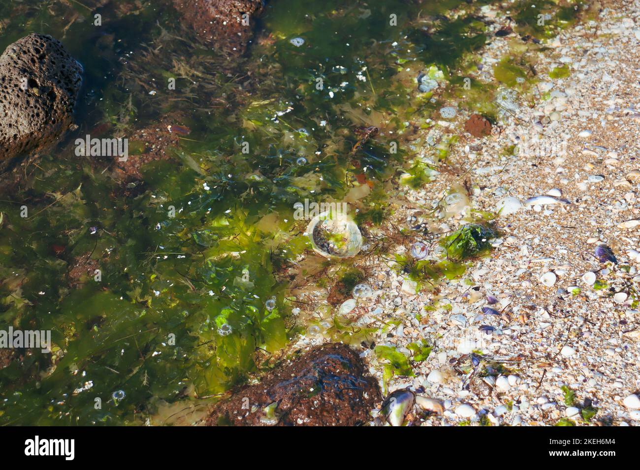 The shells and seaweed in sea water at low tide Stock Photo - Alamy
