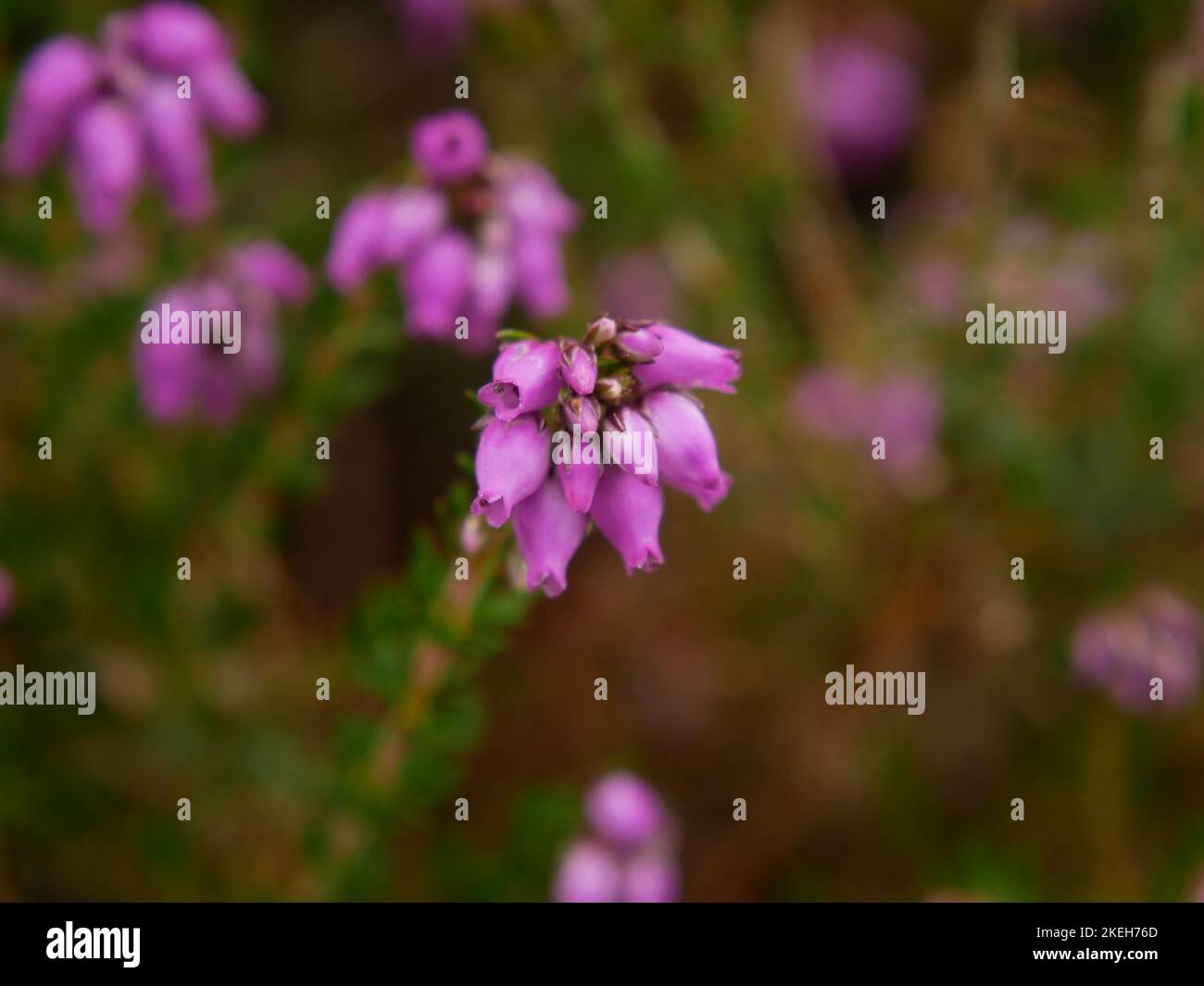 Bog plants hi-res stock photography and images - Alamy