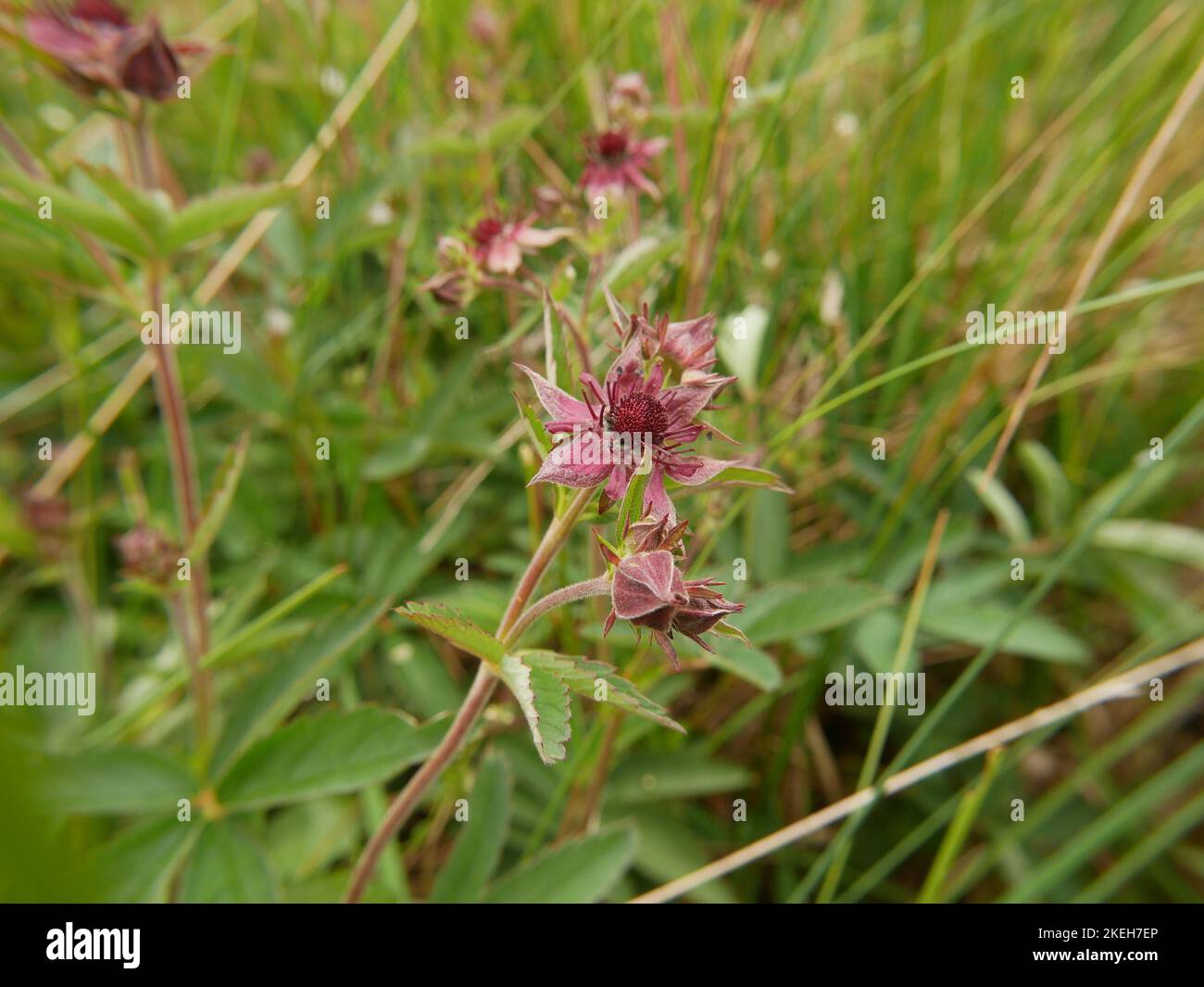 Bog plants hi-res stock photography and images - Alamy