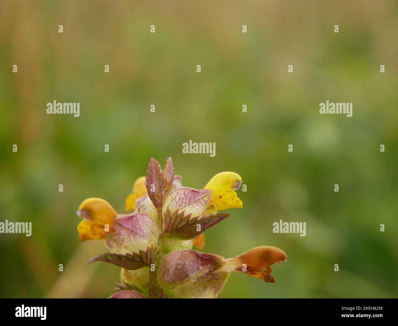 Photos of wildflowers found on wet and marshy ground. Blanket bogs are ...
